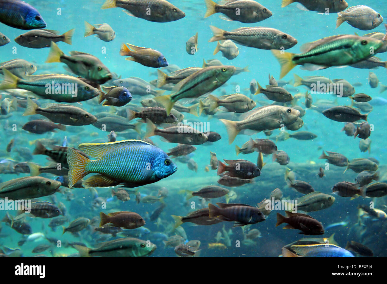 Sea bass fish -Fotos und -Bildmaterial in hoher Auflösung – Alamy