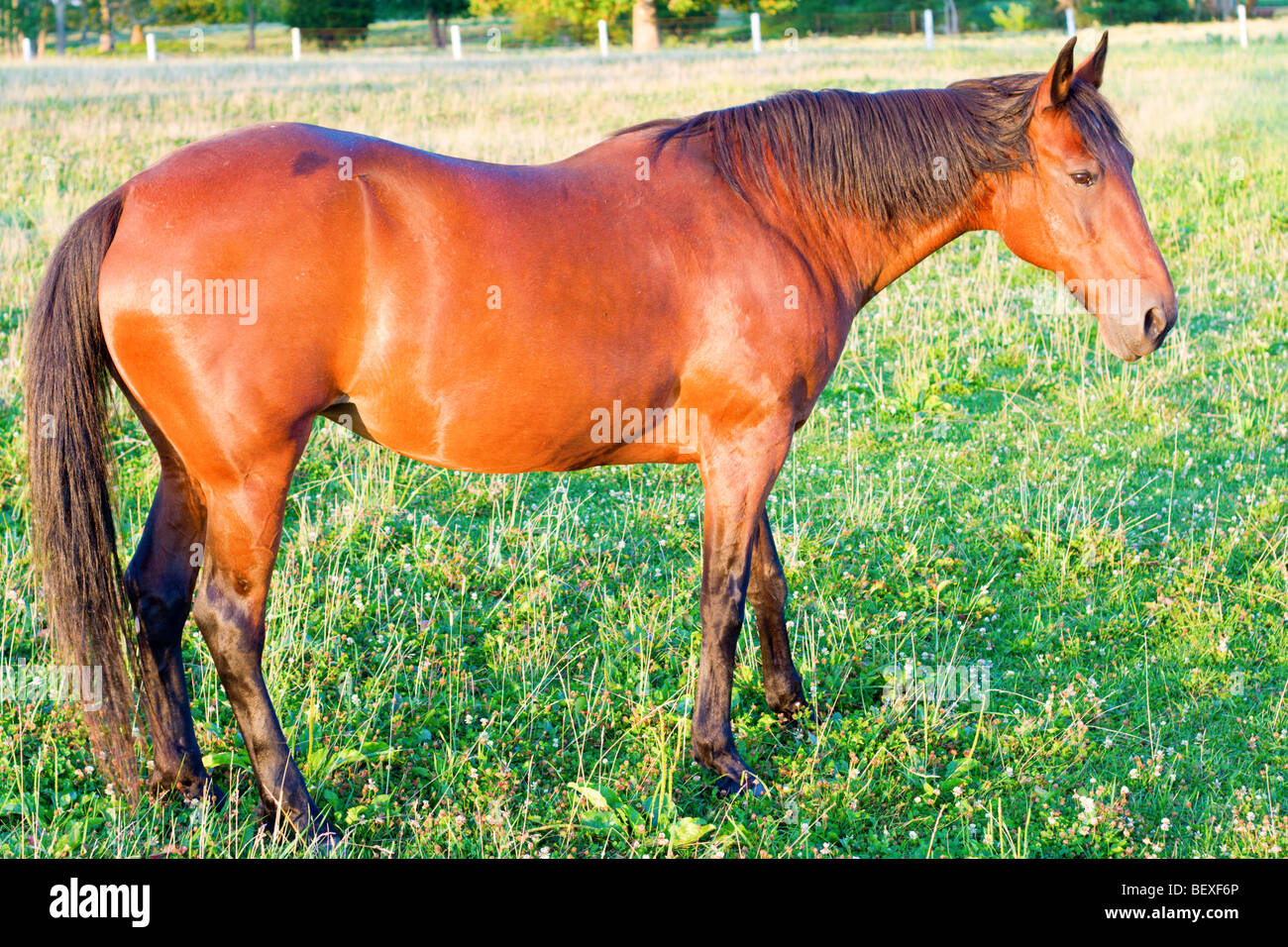 Horse farm -Fotos und -Bildmaterial in hoher Auflösung – Alamy