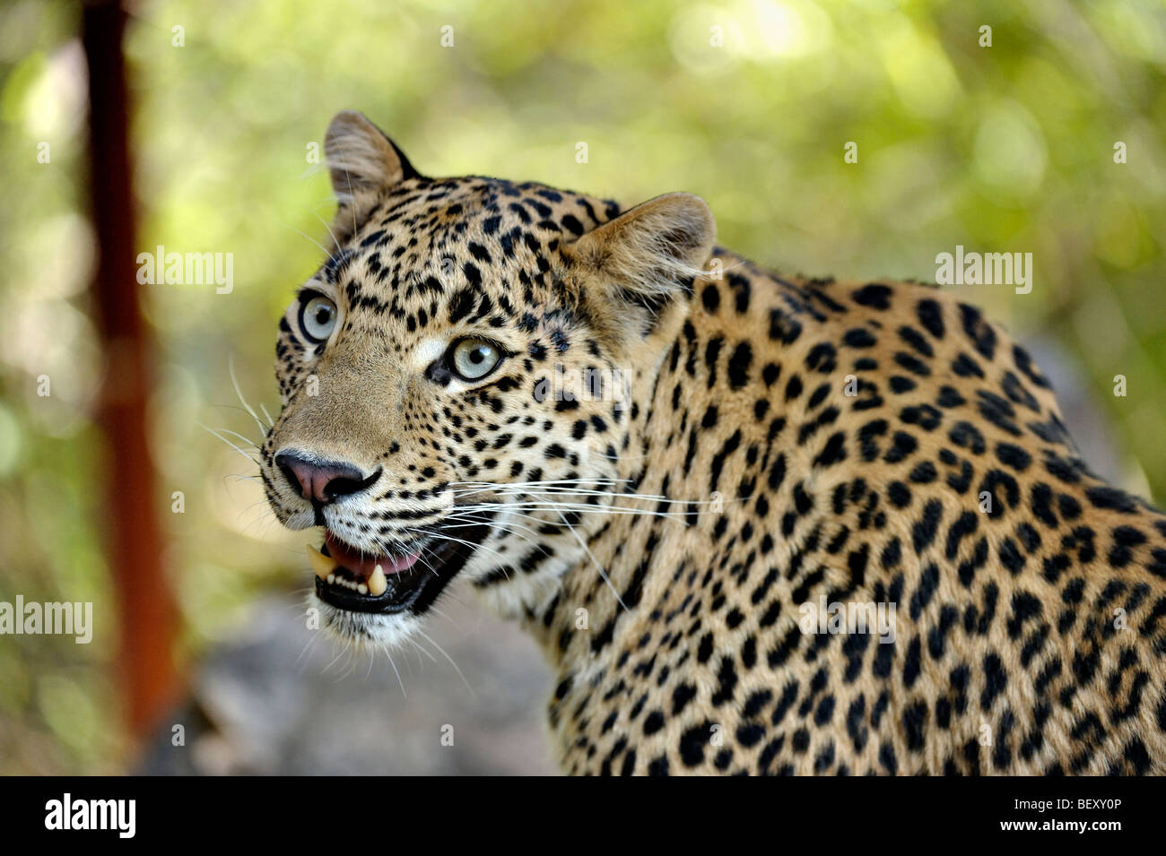 Leoparden gesicht kopf panther -Fotos und -Bildmaterial in hoher ...