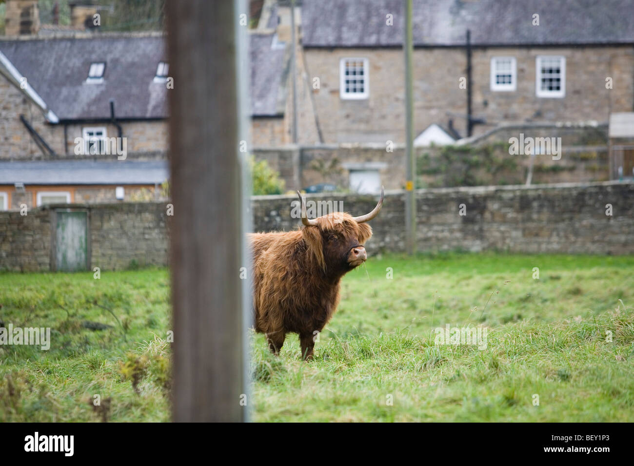 Haarige kuh -Fotos und -Bildmaterial in hoher Auflösung – Alamy
