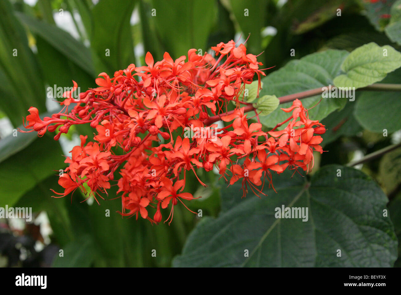 Java glorybower -Fotos und -Bildmaterial in hoher Auflösung – Alamy
