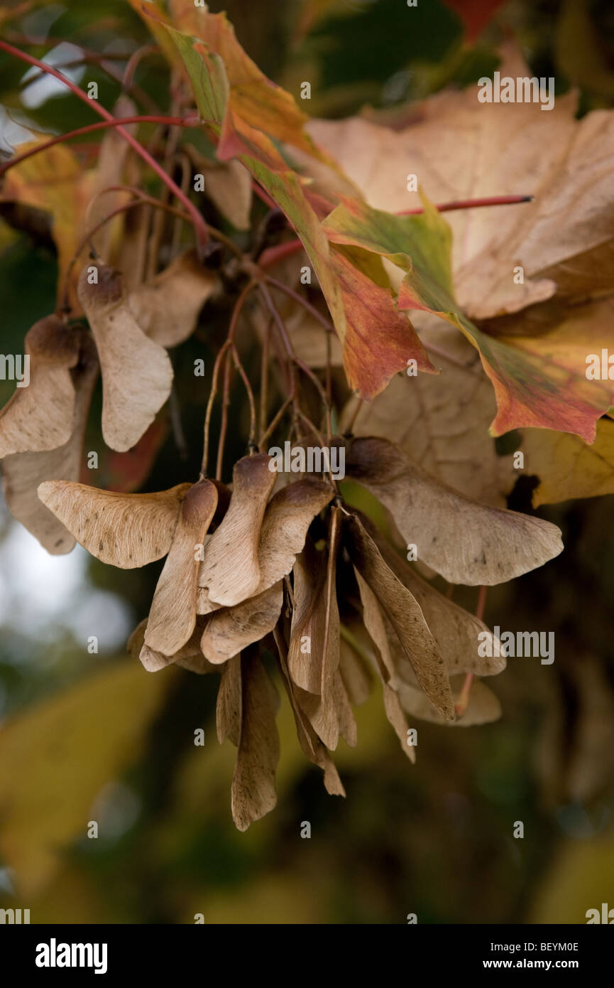 Bergahorn herbstsamen -Fotos und -Bildmaterial in hoher Auflösung – Alamy