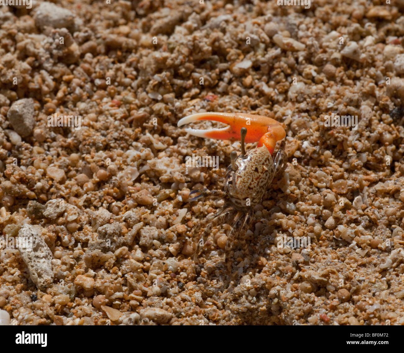 Fiedlerkrebs uca sp -Fotos und -Bildmaterial in hoher Auflösung – Alamy