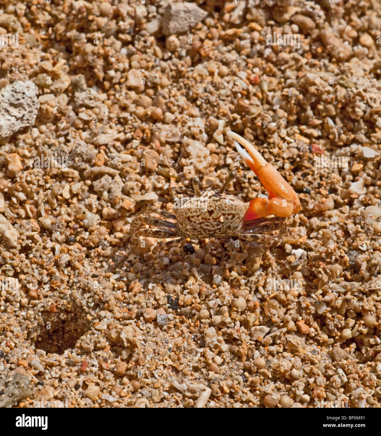 Fiedlerkrebs uca sp -Fotos und -Bildmaterial in hoher Auflösung – Alamy