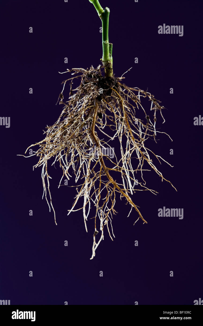 Rose wurzeln -Fotos und -Bildmaterial in hoher Auflösung – Alamy