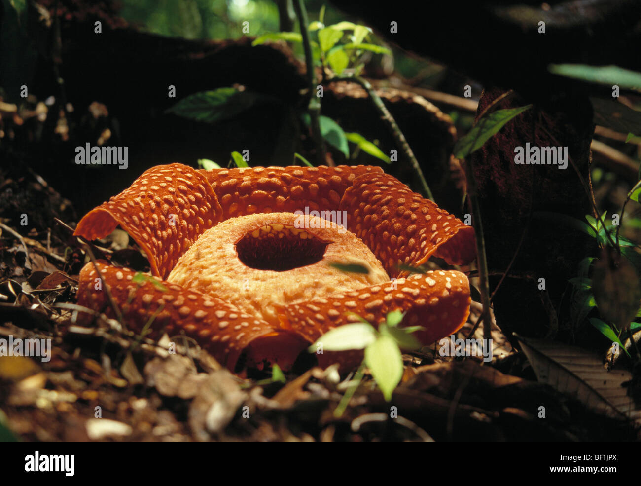 Rafflesiaceae rafflesia -Fotos und -Bildmaterial in hoher Auflösung – Alamy