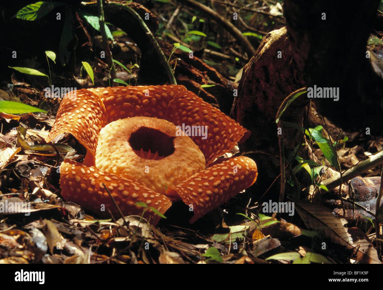 Rafflesiaceae rafflesia -Fotos und -Bildmaterial in hoher Auflösung – Alamy