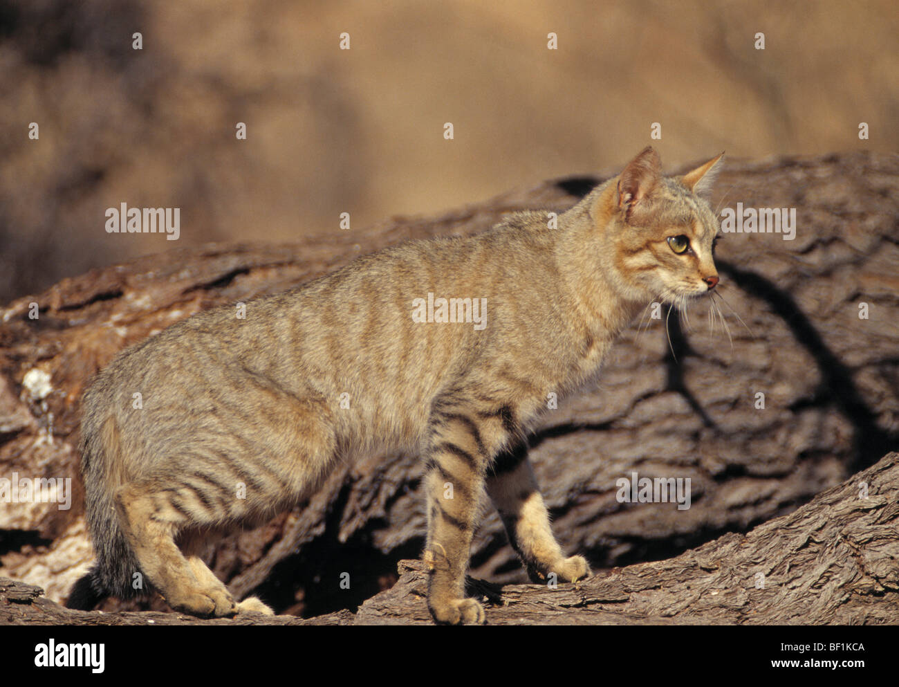 afrikanische Wildkatze, Wüste Cat, Felis Silvestris lybica ...