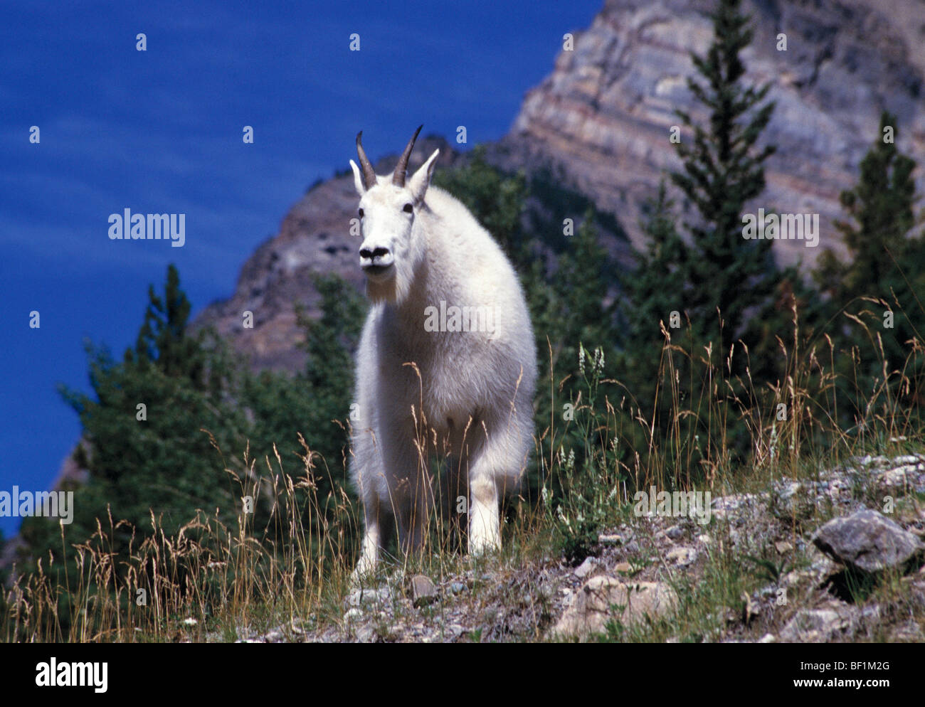 Bergziege, Oreamnos Americanus Stockfotografie - Alamy