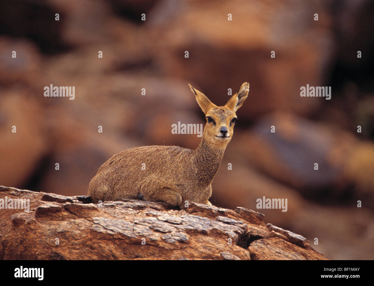 Klippspringer oreotragus oreotragus -Fotos und -Bildmaterial in hoher ...