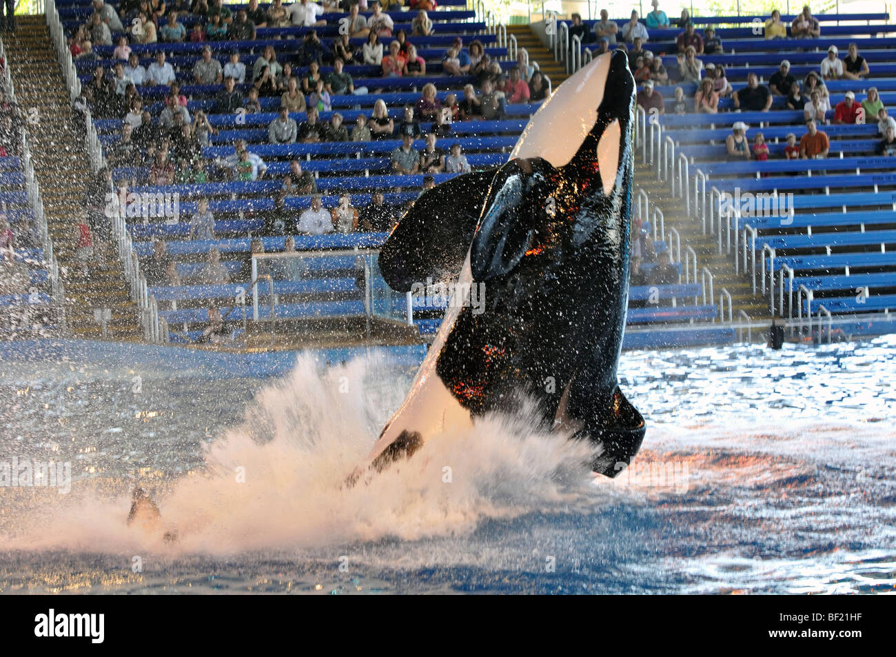 Killer whale orca jumping seaworld -Fotos und -Bildmaterial in hoher ...