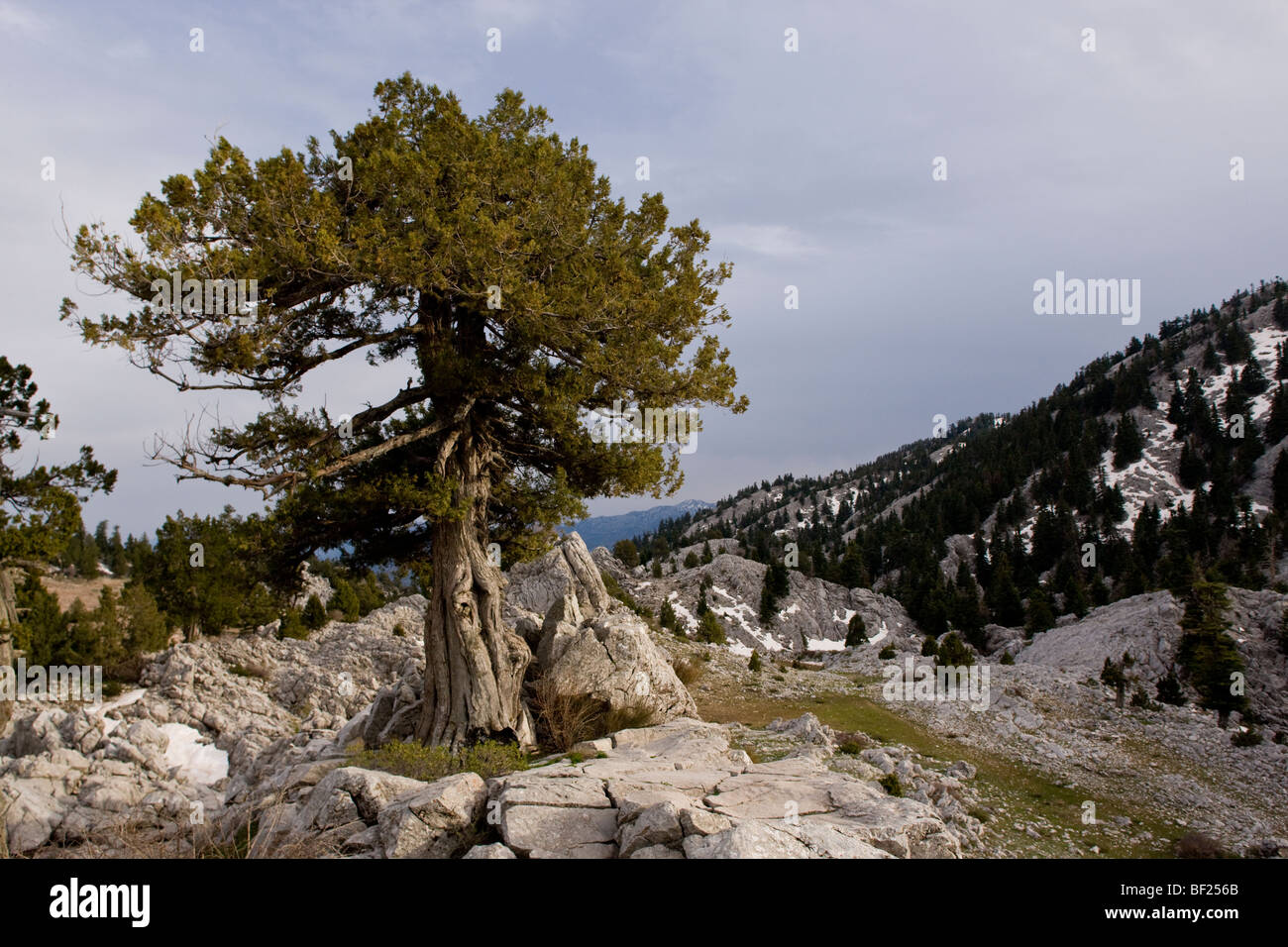 Alten Wacholder Baum Juniperus Excelsa auf ca. 1500m im Taurus-Gebirge ...