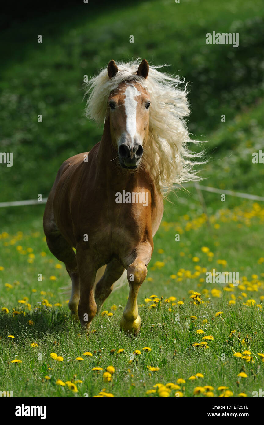 Galopp haflinger -Fotos und -Bildmaterial in hoher Auflösung – Alamy