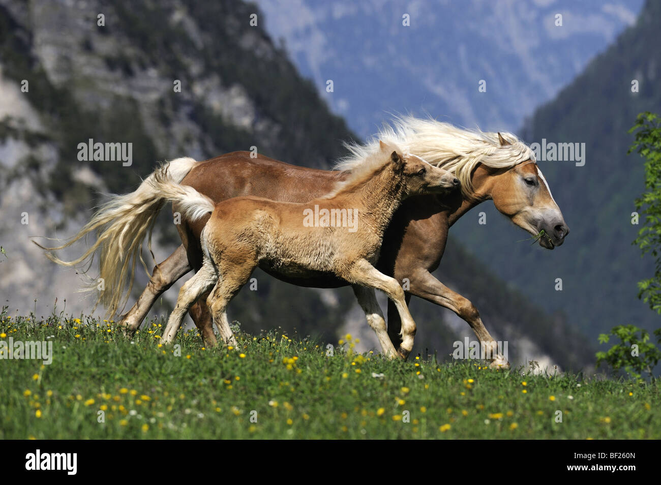 Haflinger horse in gallop -Fotos und -Bildmaterial in hoher Auflösung – Alamy