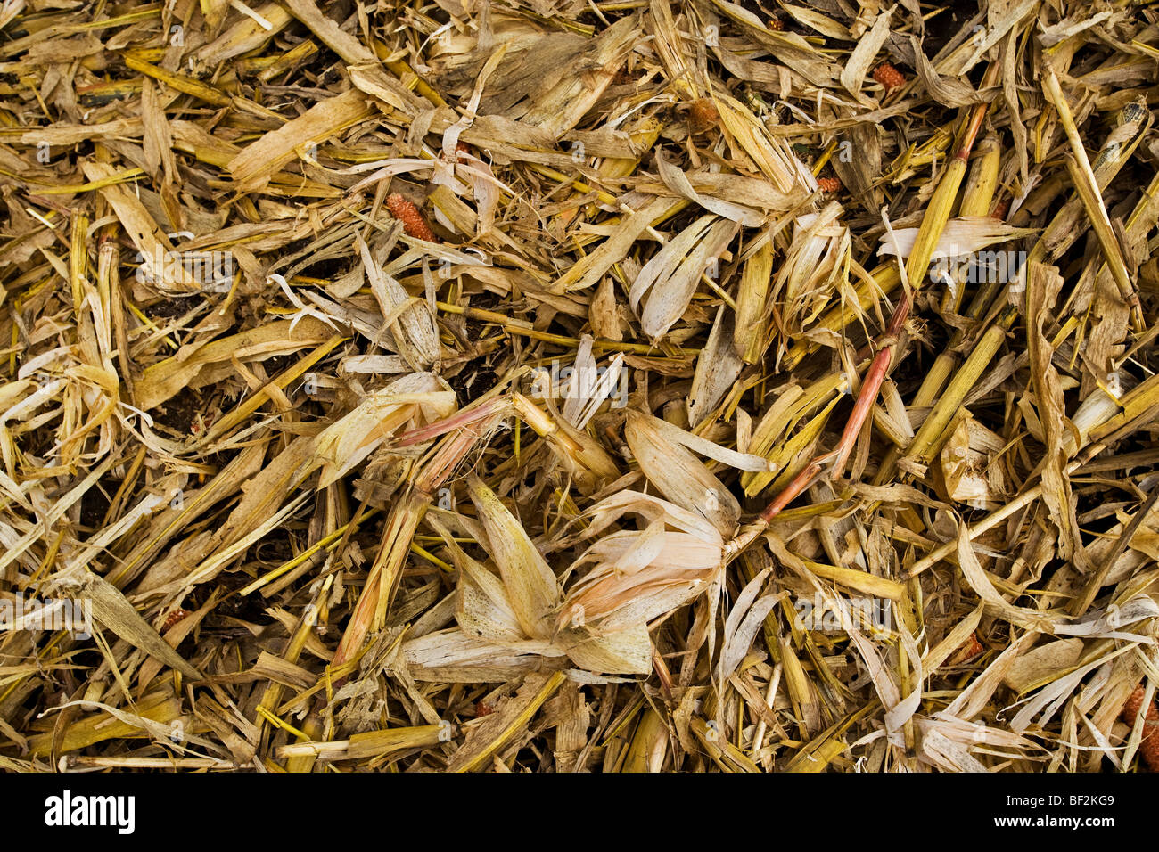 Landwirtschaft - Getreide Mais Rückstände im Feld nach der Ernte / in ...