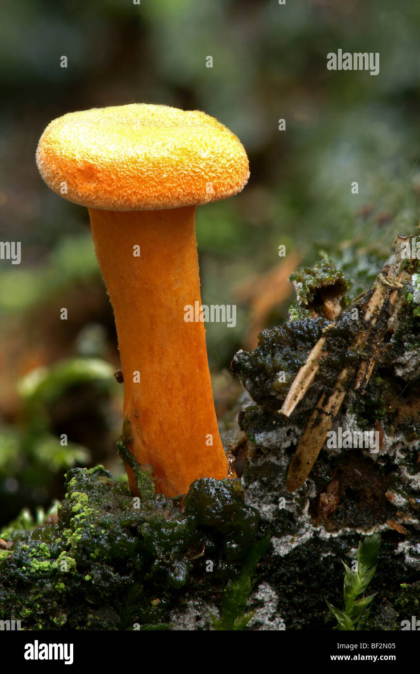 Falscher pfifferling hygrophoropsis aurantiaca -Fotos und -Bildmaterial ...