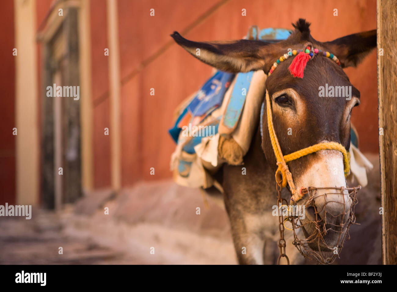 Esel greece -Fotos und -Bildmaterial in hoher Auflösung – Alamy