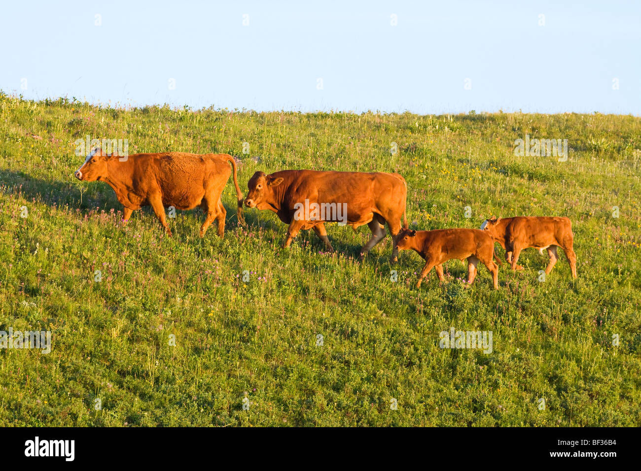 Rote angus rindkuh -Fotos und -Bildmaterial in hoher Auflösung – Alamy