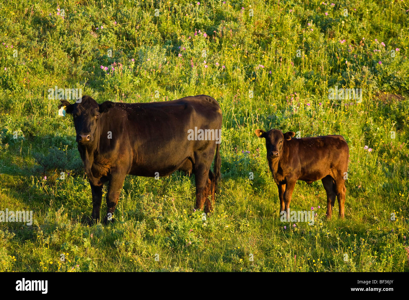 Angus Rindvieh Stockfotos und -bilder Kaufen - Alamy