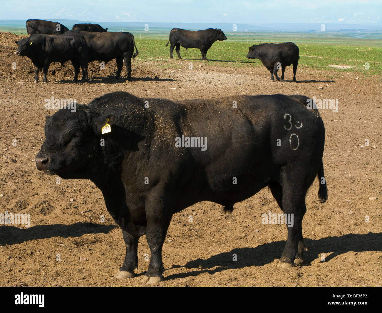 Auf Dem Offenen Stockfotos und -bilder Kaufen - Alamy