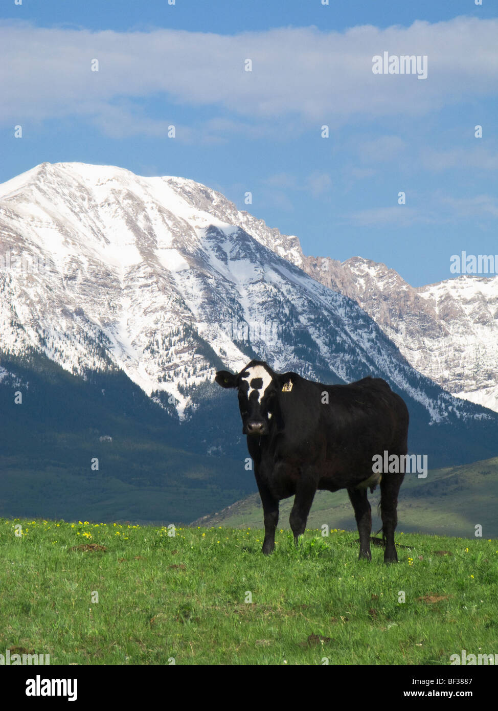 Livestock Crossbred Beef Cow On Stockfotos und -bilder Kaufen - Alamy