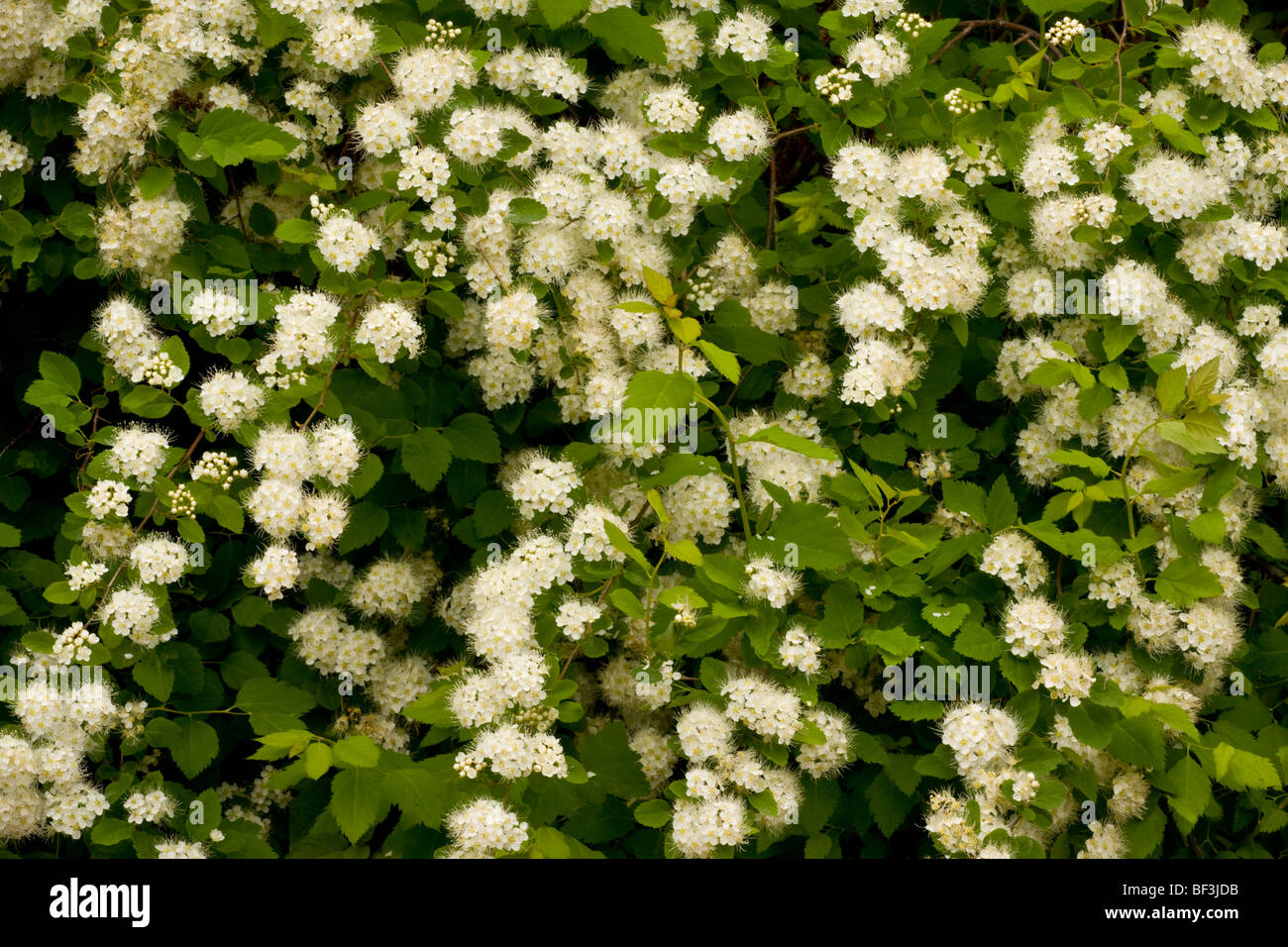 Spiraea chamaedryfolia ssp ulmifolia -Fotos und -Bildmaterial in hoher ...
