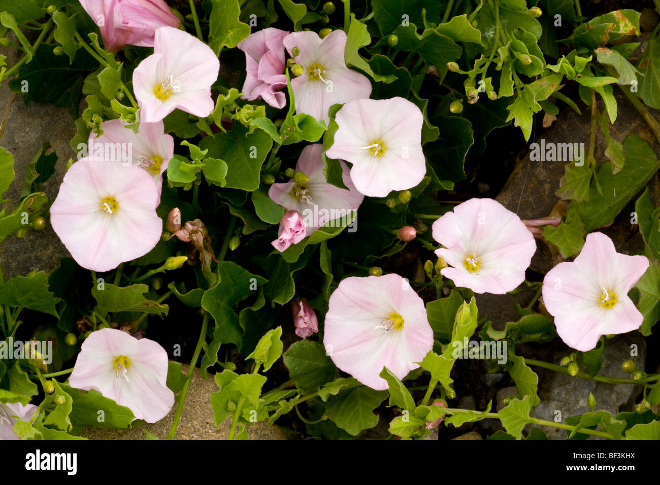 Feldwindkraut convolvulus arvensis -Fotos und -Bildmaterial in hoher ...