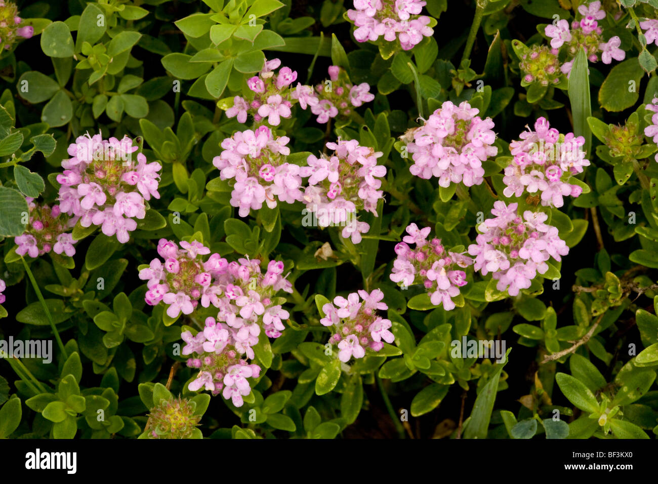 Wild thymian thymus glabrescens -Fotos und -Bildmaterial in hoher ...