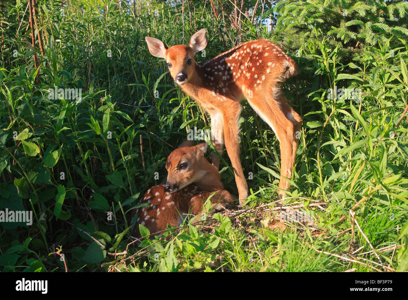 Gefleckter Baby Hirsch Stockfotos und -bilder Kaufen - Alamy