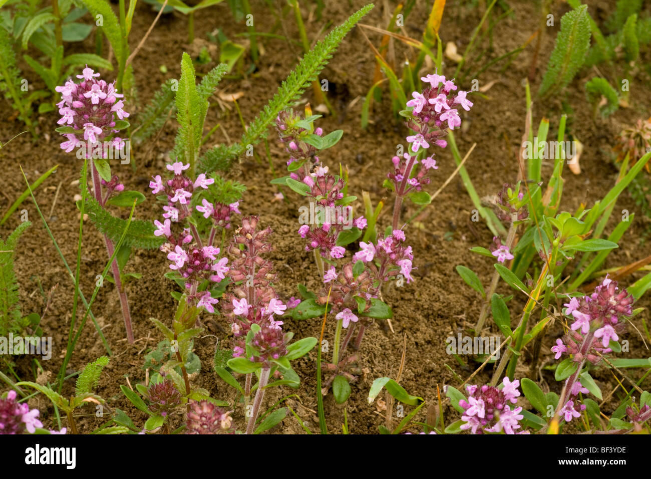 Wild thymian thymus glabrescens -Fotos und -Bildmaterial in hoher ...