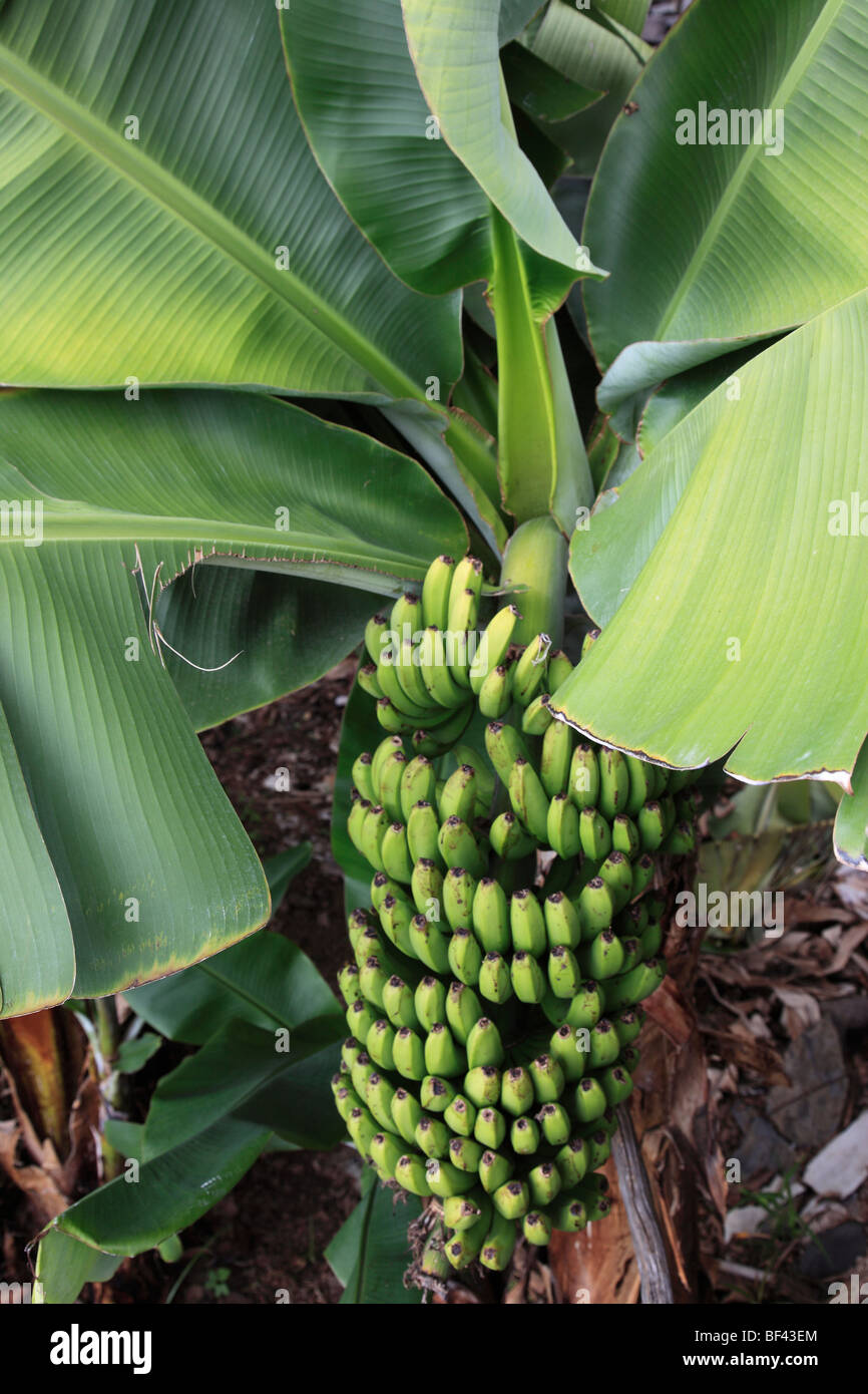 Banana plantation funchal madeira portugal -Fotos und -Bildmaterial in ...