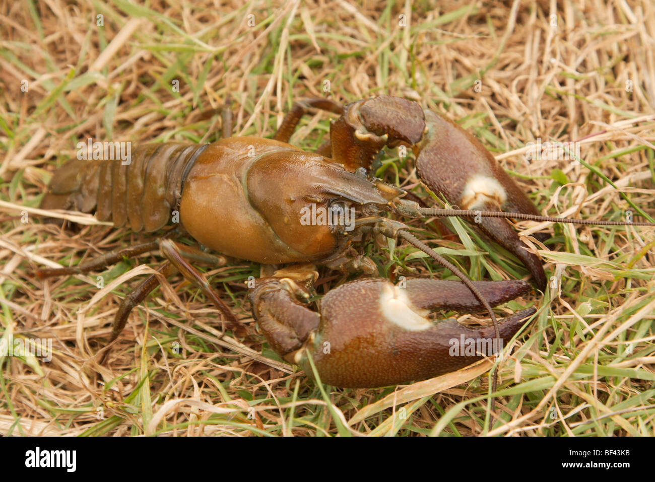 Nordamerikanischer Signalkrebs Stockfotos und -bilder Kaufen - Alamy