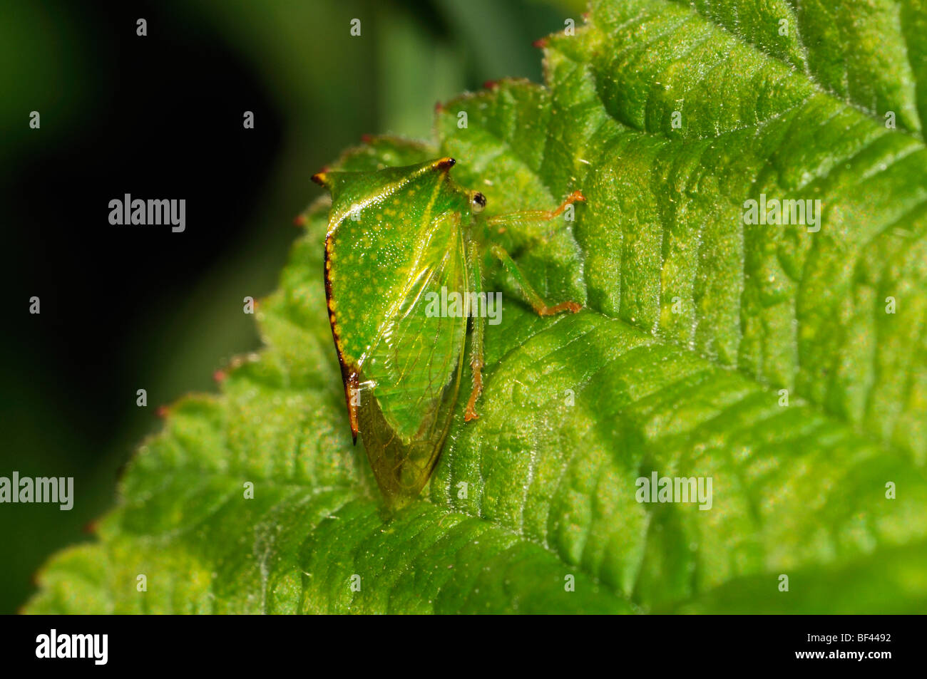 Buffalo treehopper -Fotos und -Bildmaterial in hoher Auflösung – Alamy