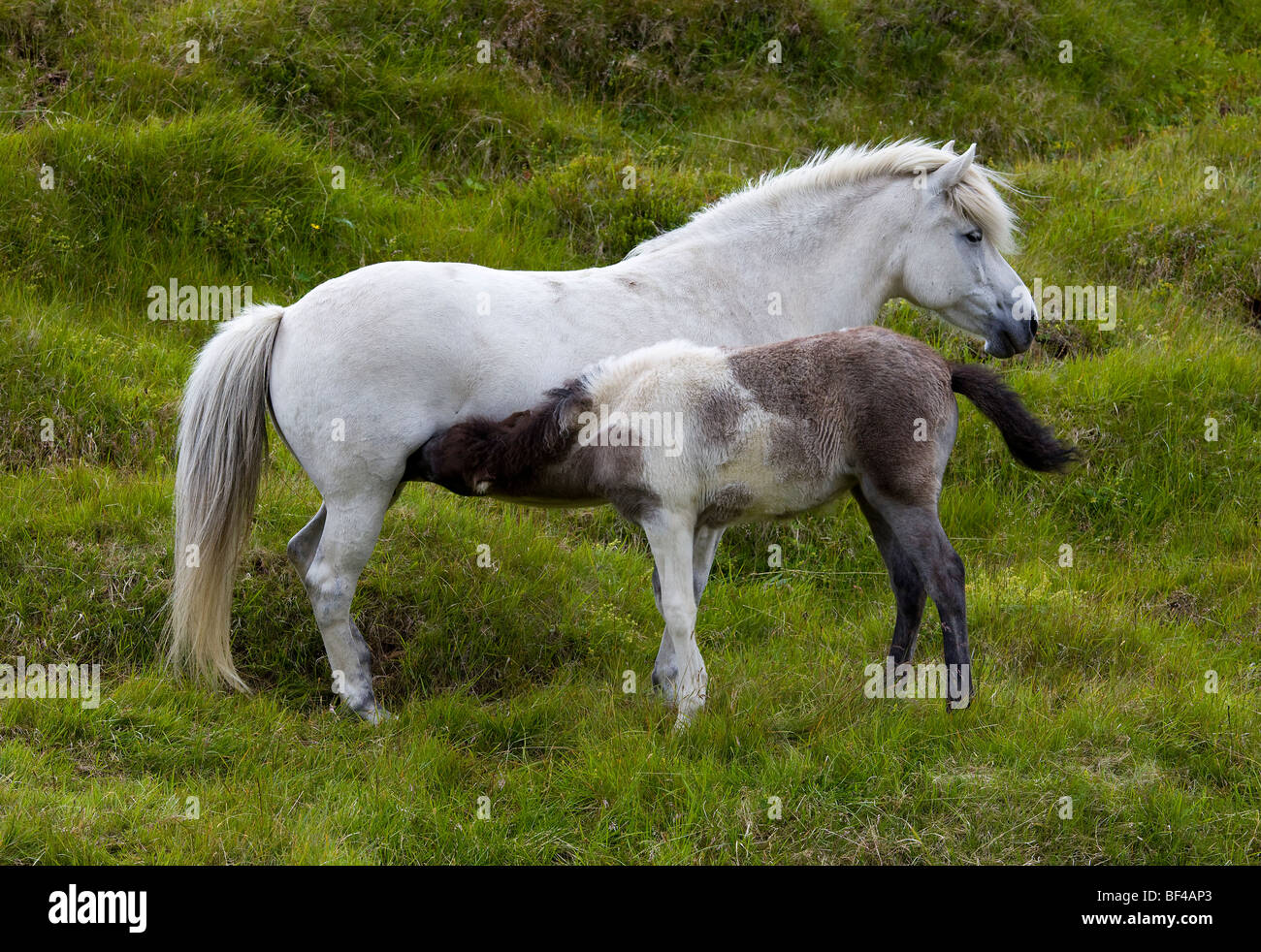 Islandpferd, Mutter saugt ihr Fohlen, Island, Europa Stockfotografie ...
