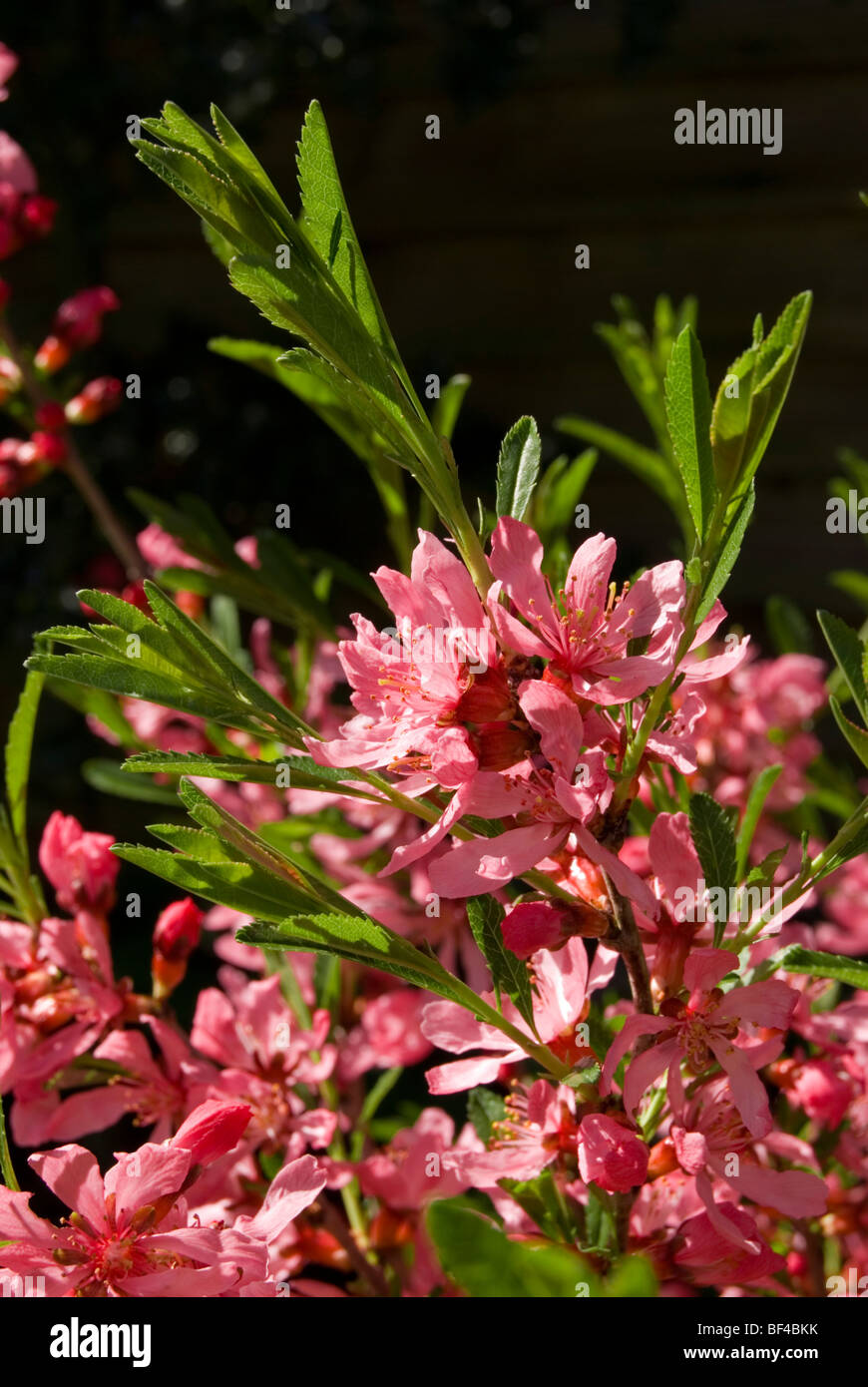 Zwerg mandel Stockfotos und -bilder Kaufen - Alamy