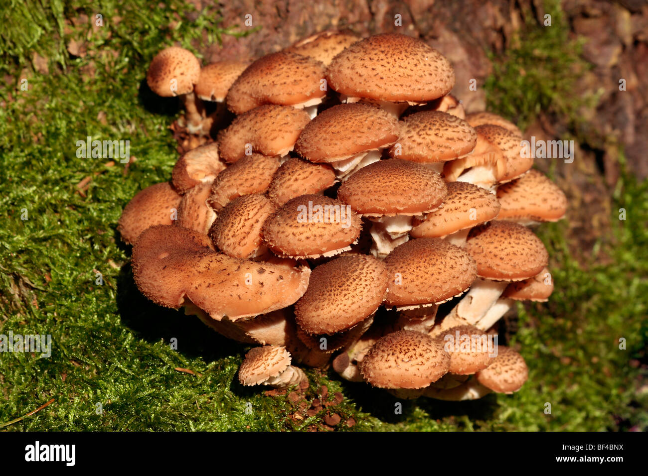 Hallimasch Stockfotos und -bilder Kaufen - Alamy