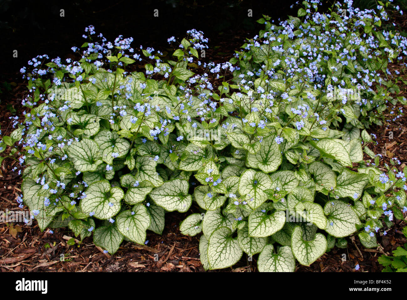 Brunnera macrophylla jack frost -Fotos und -Bildmaterial in hoher ...