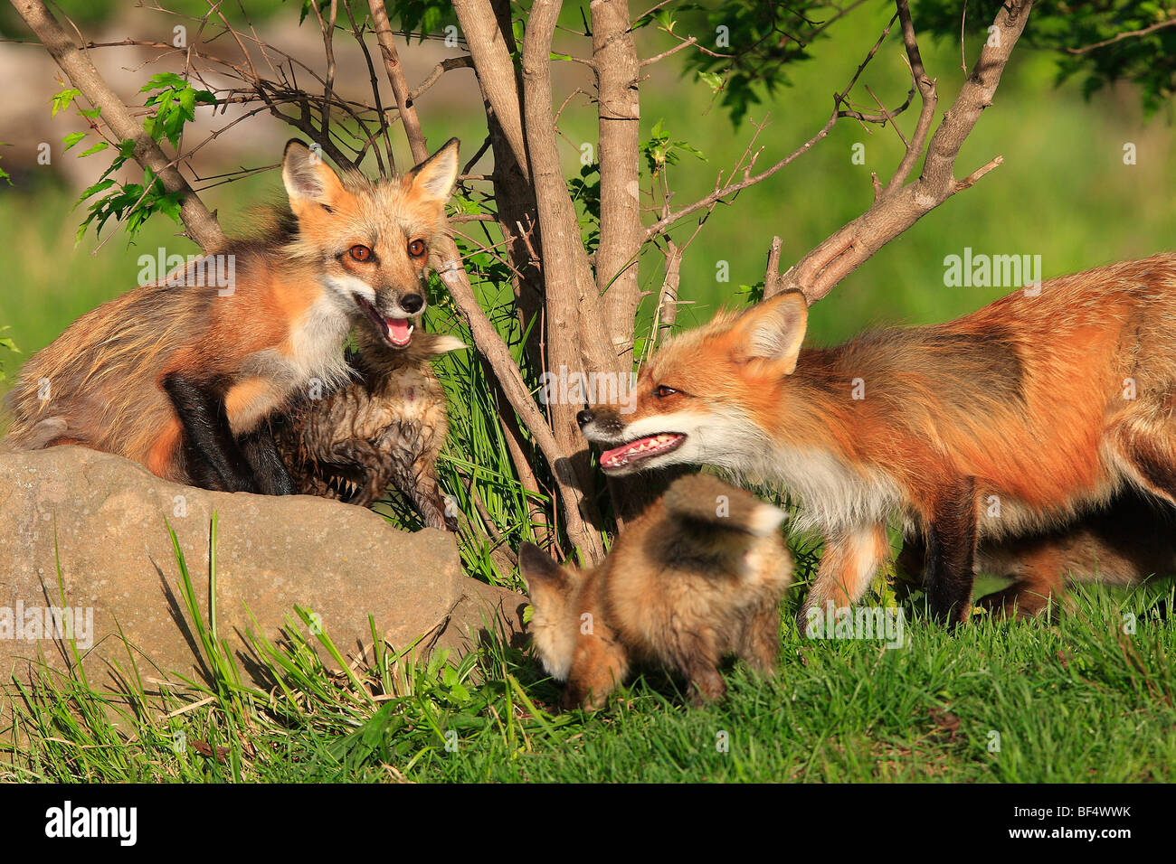 Vixen fox cubs -Fotos und -Bildmaterial in hoher Auflösung – Alamy