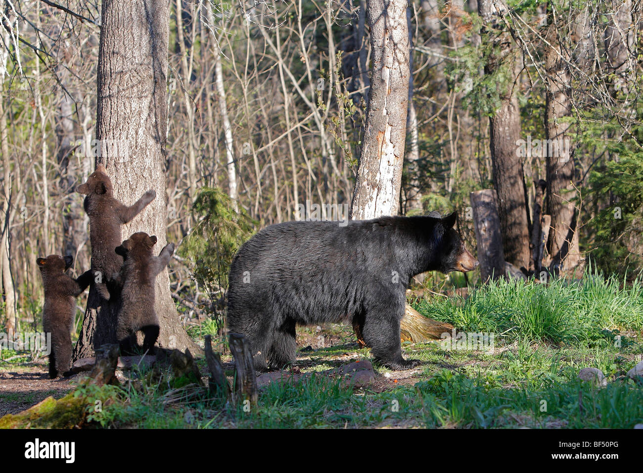 Spielerische tierwelt -Fotos und -Bildmaterial in hoher Auflösung – Alamy