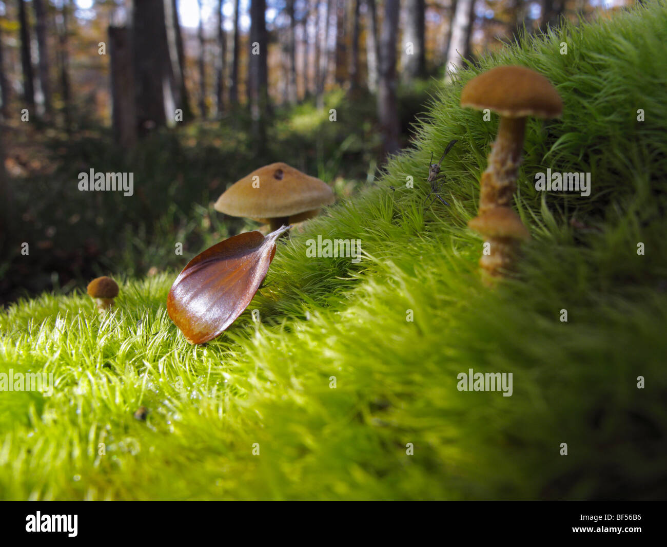 Von moos genommen -Fotos und -Bildmaterial in hoher Auflösung – Alamy