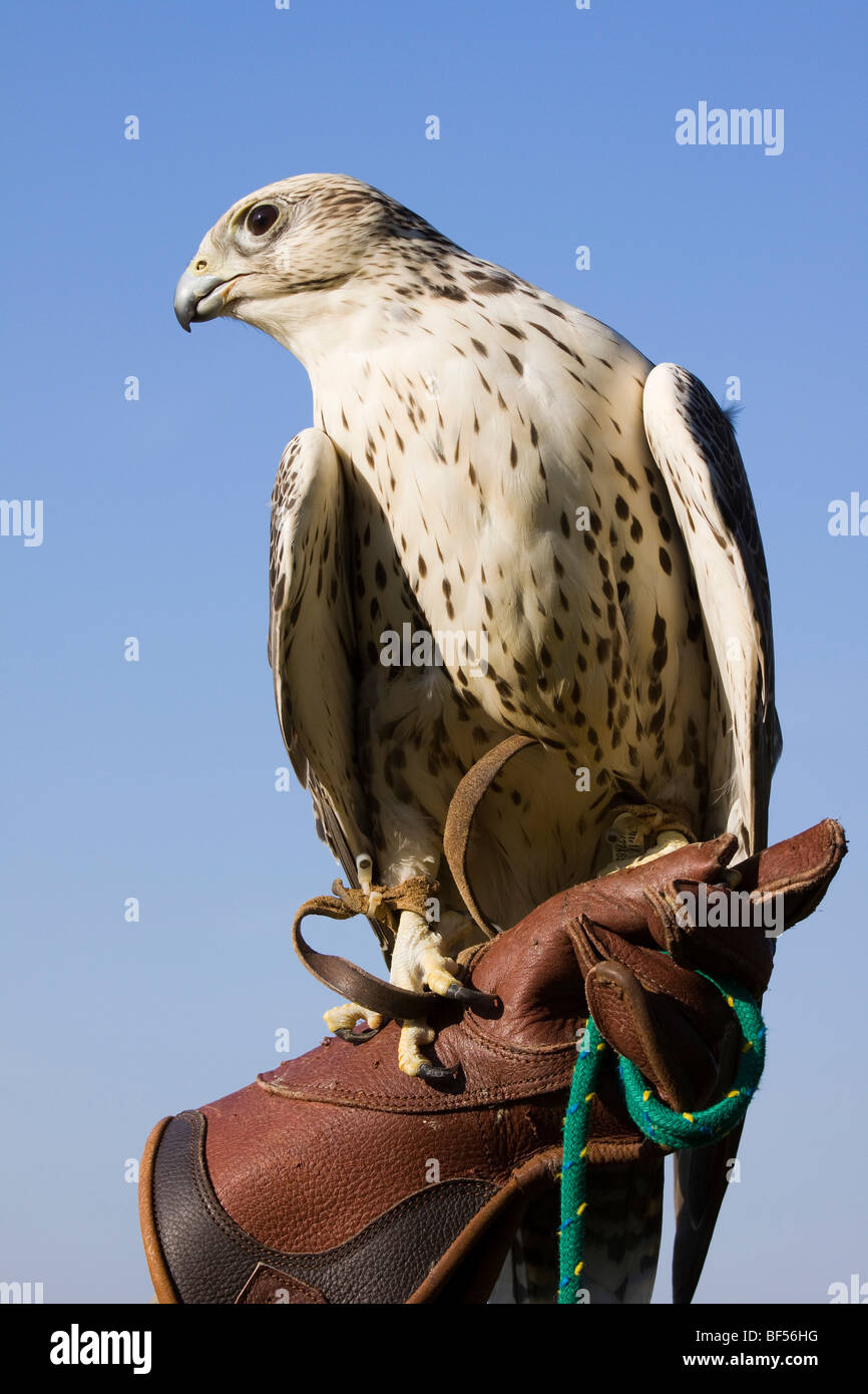 Falke, Saker Falcon (Falco Hybrid), Porträt, Wildpark Daun Wildlife ...