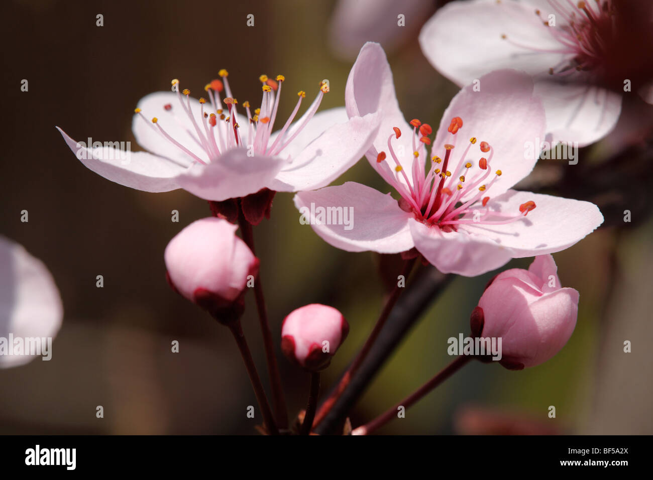 Blüten der Kirschpflaume (Prunus Cerasifera Stockfotografie - Alamy