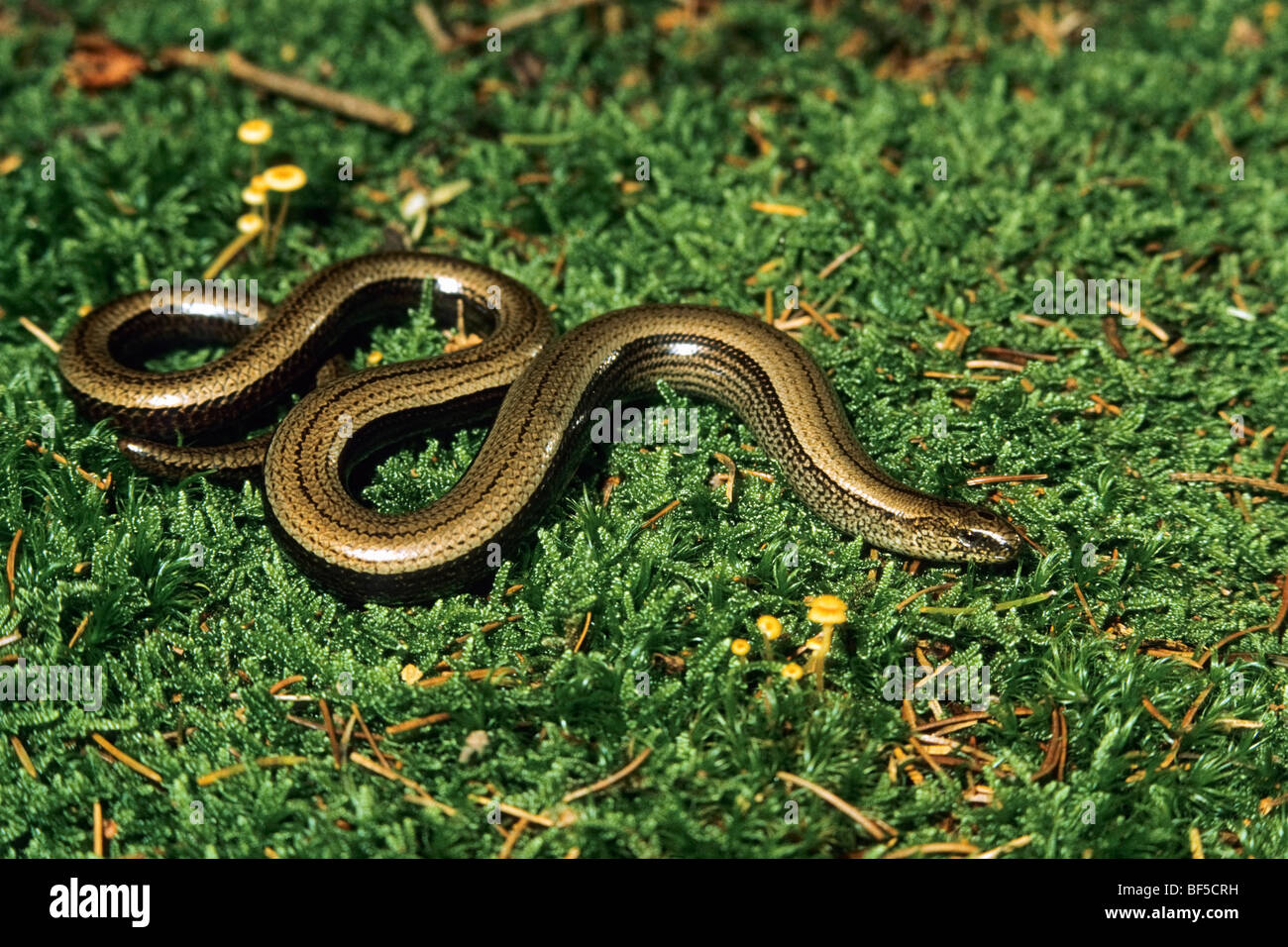 Blindschleiche (geschiedenen Fragilis Stockfotografie - Alamy