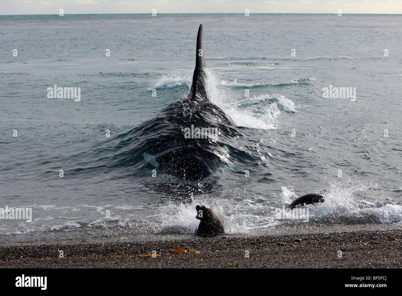 Orca-Wal (Orcinus Orca). Männlich, Angriff auf eine junge südlichen ... Orca-Wal (Orcinus Orca). Männlich, Angriff auf eine junge südlichen ...