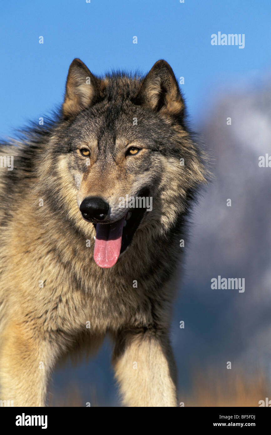 Nordamerikanischer grauer wolf -Fotos und -Bildmaterial in hoher ...