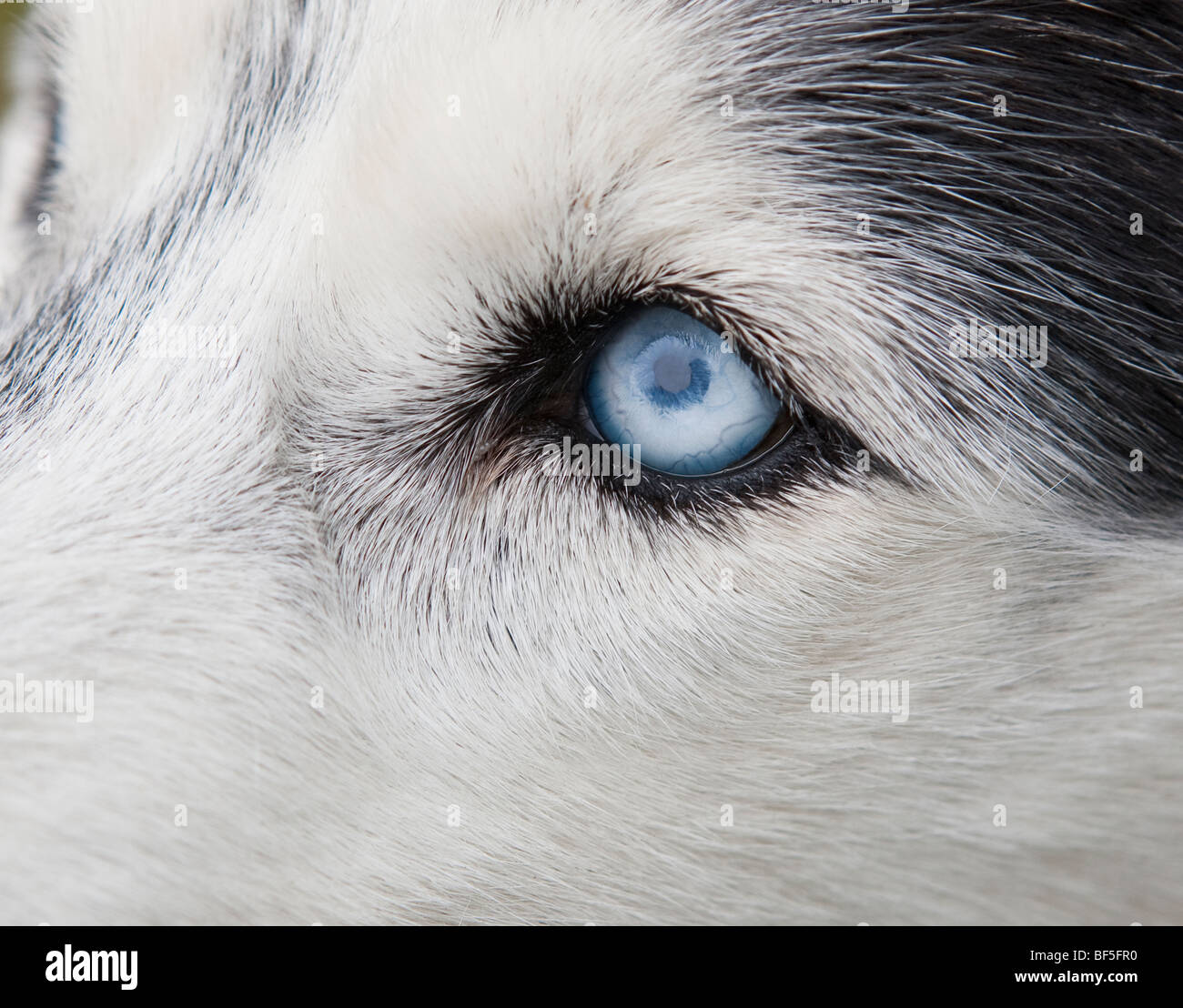 Husky island -Fotos und -Bildmaterial in hoher Auflösung – Alamy