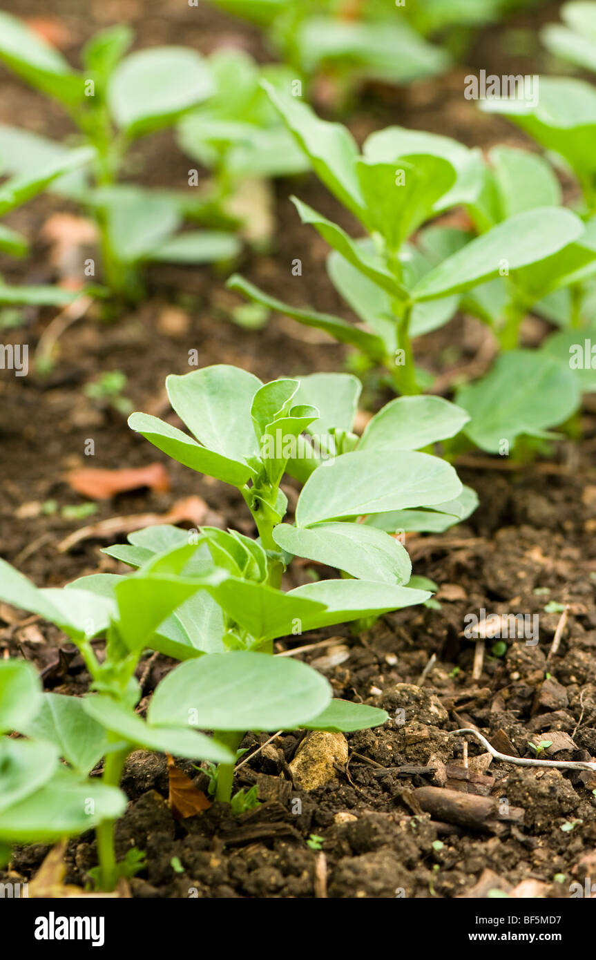 Field beans -Fotos und -Bildmaterial in hoher Auflösung – Alamy