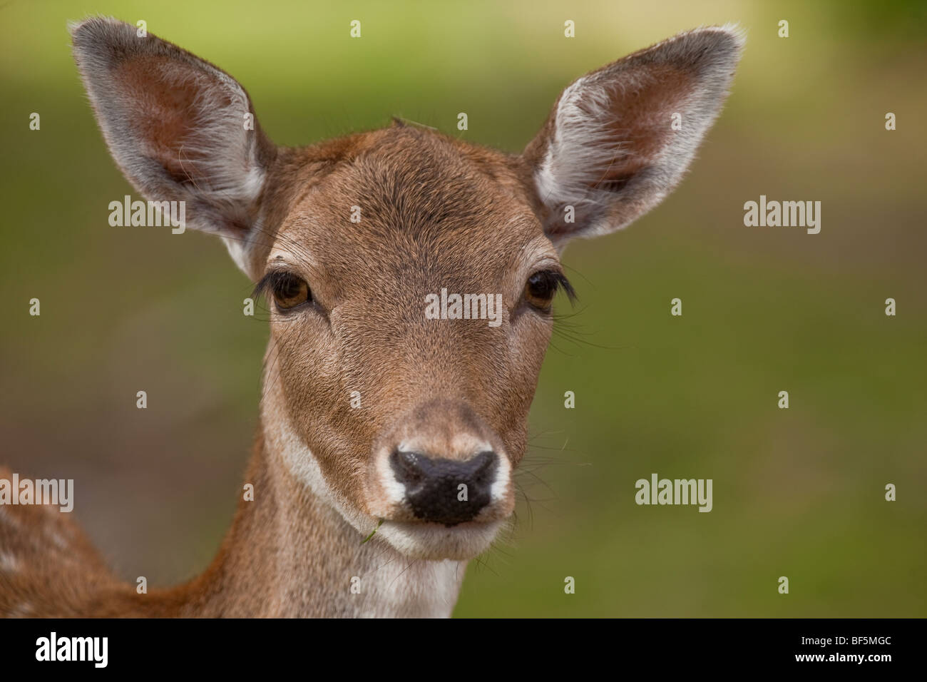 Damhirschgeweih tierfoto -Fotos und -Bildmaterial in hoher Auflösung ...