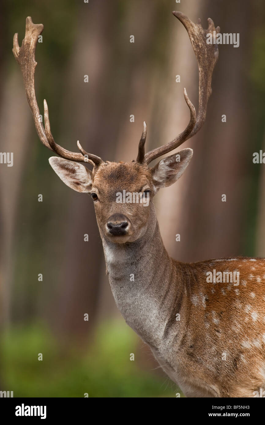Damhirschgeweih tierfoto -Fotos und -Bildmaterial in hoher Auflösung ...