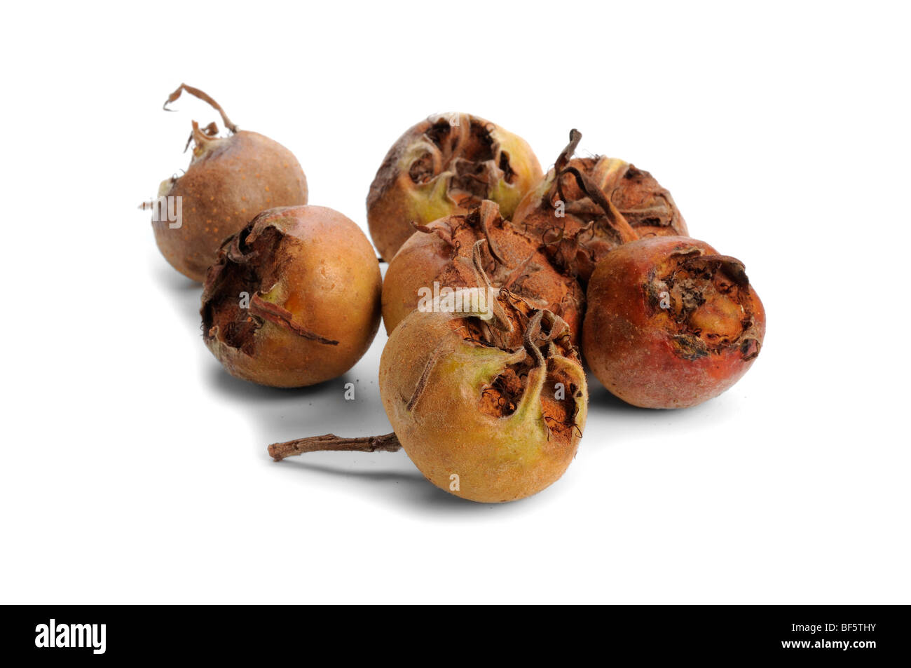 Mispel fruechte -Fotos und -Bildmaterial in hoher Auflösung – Alamy